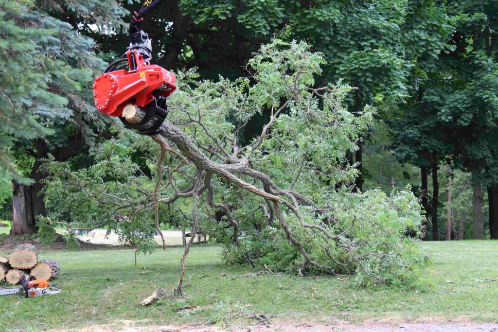 Professional Tree Removal | Peterborough and Kawartha