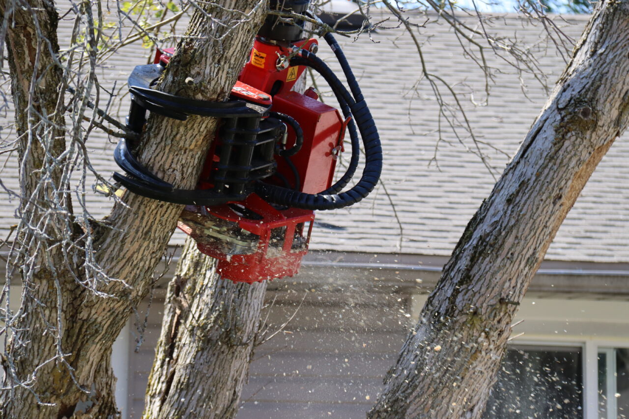Professional Tree Removal | Peterborough and Kawartha