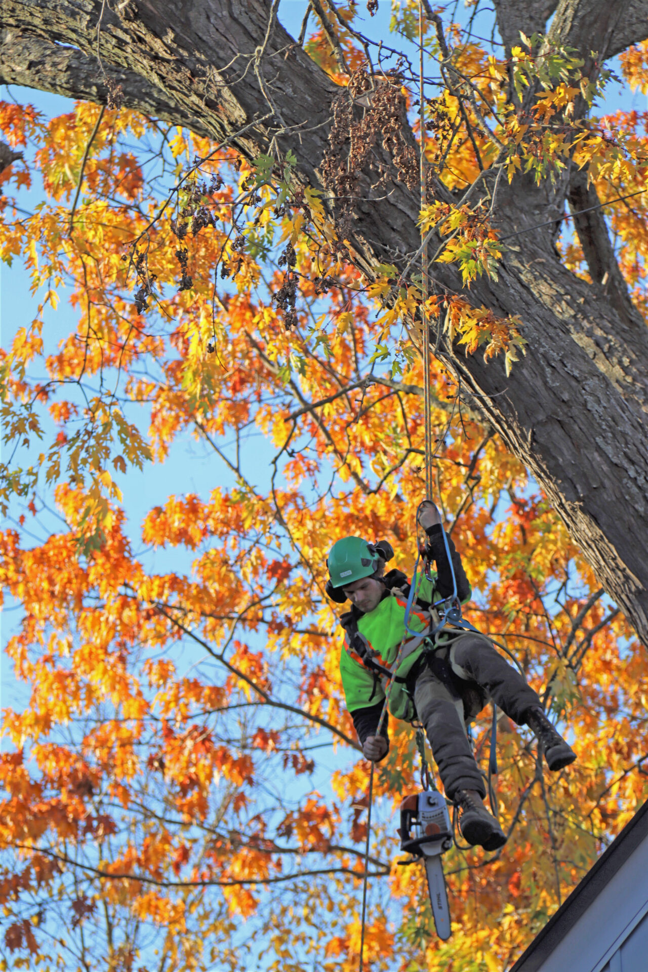 Our Team Members | Treescape Certified Arborists