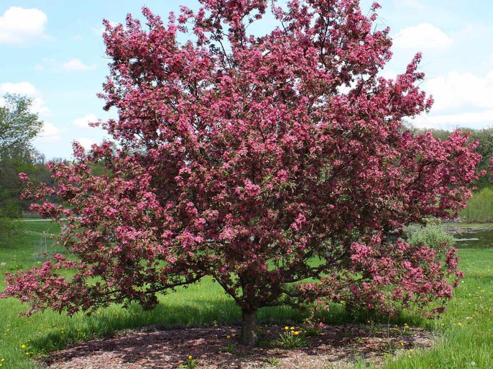 Flowering Crabapple - Treescape Certified Arborists