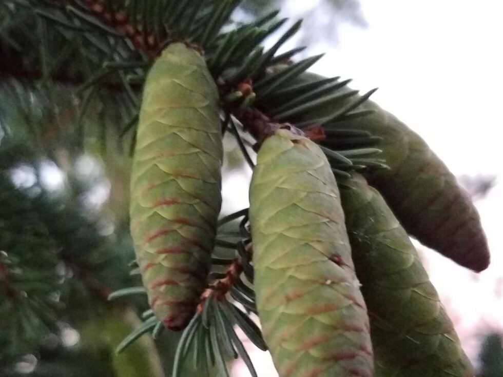 White Spruce - Treescape Certified Arborists